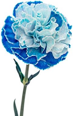 Blue Carnation Flowers
