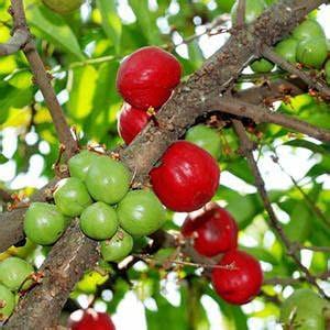 Mphmi Live Plant Nursery NCR Live Aloocha/Alocha/Plum/Aloo Bukhara ...