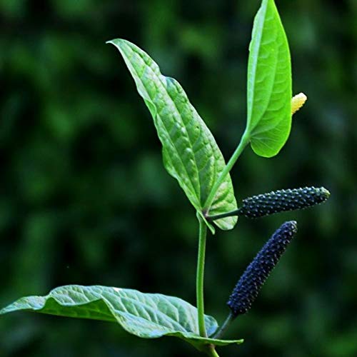 Mphmi Seedless Plant Indoor Plants Pipli - Long pepper, Piper Longum ...