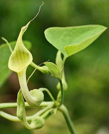 Dutchman's pipe - How to grow & care