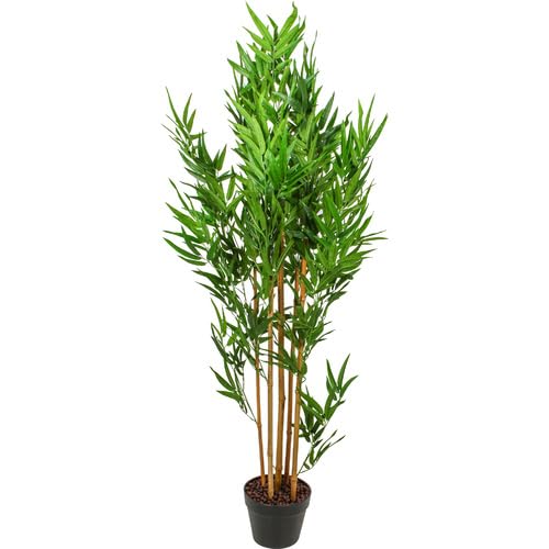 red bamboo tree seeds for plant Pack Of 135 : Amazon.in: Garden & Outdoors