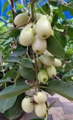 White Jamun, (All Season) Jam,White Jambolan, Sada Jam Grafted Plant ...