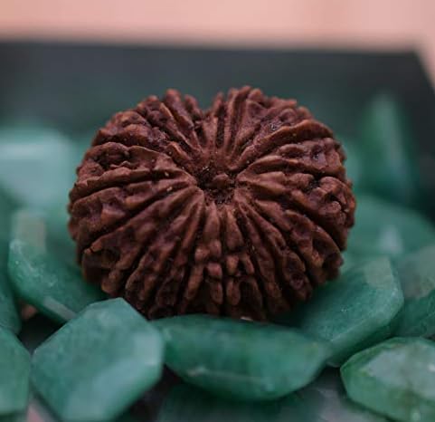 MAA Shakti GEMS 19 Mukhi Rudraksha Nepali Real Holy Beads Nineteen Face ...