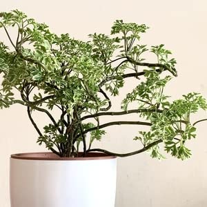 Ming Aralia Oak Leaf Aralia Polyscias Fruticosa Aralia Variegated Green ...