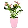 GardenersDream Pink Anthurium Laceleaf Plant in Pot - Live Colourful ...