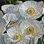 Amazon.com : Park Seed Poppy Flower Plant Seeds, Easy to Grow, Perfect ...