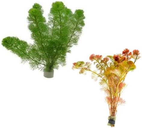 Premier Plants Green Cabomba (Cabomba carolinia) 10 stems and Red ...