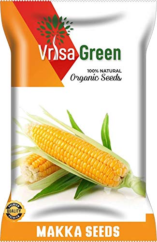 FLARE SEEDS VRISA GREEN MAIZE SEEDS - MAKKA 50 SEEDS PACK, Brown, Small ...