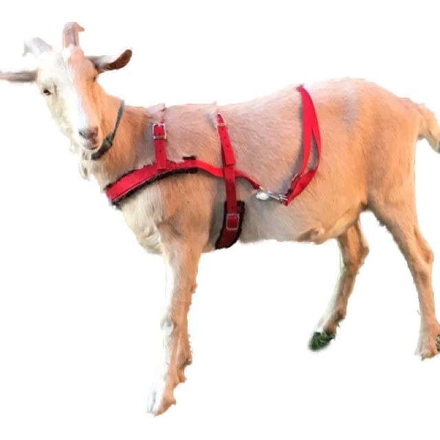 Amazon.com: Goat Pulling Harness With Tugs Padded Pull Wagons, Carts ...