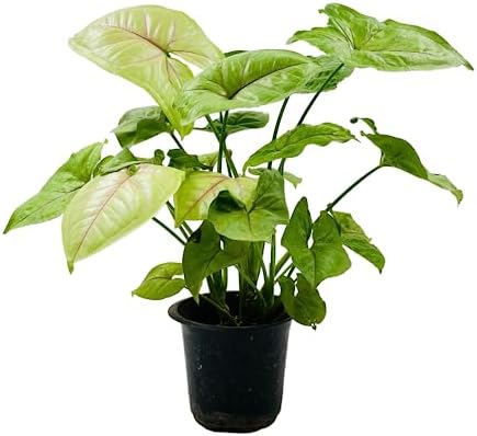 Hug A Plant | Pichi Poo (Jasminum angustifolium) Flowering/Ornamental ...