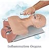 JINGEDD Oral/Nasal Intubation Manikin Teaching Model,Training Nursing ...