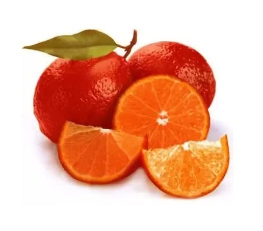 Live Lemon Live Plant with Cocopeat and Plastic Pot SAMARIYA Plants ...