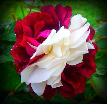 Amazon.com : Zampa Dust Rose Bush Flower Seeds 10 Stratisfied Seeds ...