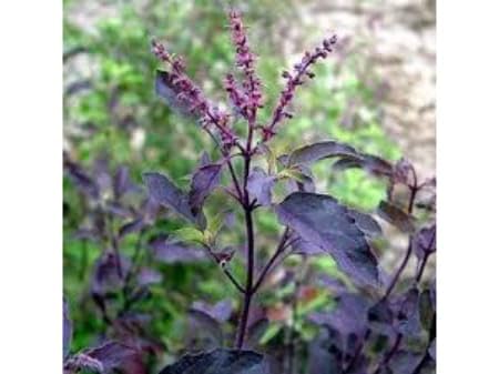 NEW DEBNATH NURSERY Plants` Real Ayurvedic Shyama Tulsi Plant Red Tulsi ...
