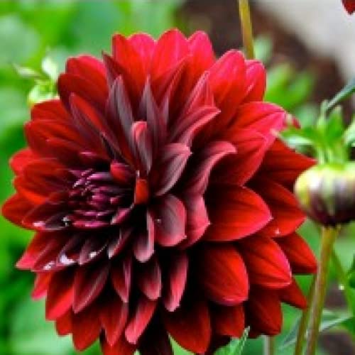 Mphmi Nursery Delhi NCR Dahlia Red Plant : Amazon.in: Garden & Outdoors