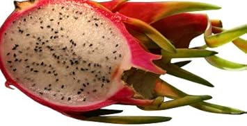 Pitahaya Rote Drachenfrucht 20 Samen *Weißfleischig*+ (Anleitung zur ...