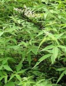 Generic Vitex negundo two month plants : Amazon.in: Garden & Outdoors