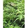Generic Vitex negundo two month plants : Amazon.in: Garden & Outdoors