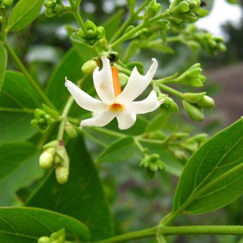 LushGreen Gardens Live Ornamental Plant Night-flowering jasmine ...