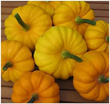 Heritage Heirloom Pumpkin Miniature Jack BE Little 10 Organic Seeds ...