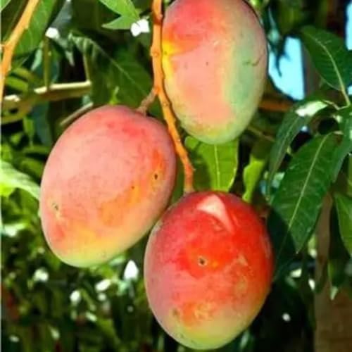 Top 5 Mango Varieties to Grow in Florida: A Gardener's Guide