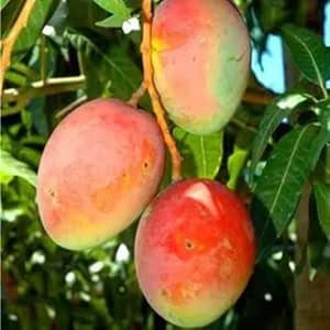 Amazon.com : Live Kent Mango Tree Live Plant, 12 to 16 Inc in 1 Gallon ...