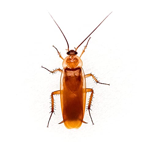 Creation Cultivated - 75+ Red Runner Roaches (1/2" inch) / Blatta ...