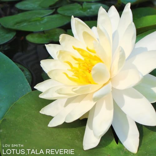 Lotus Tala Reverie von Lov Smith auf Amazon Music Unlimited