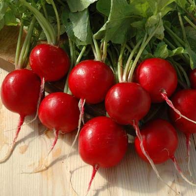 Creative Farmer Vegetable Seeds Raphanus Raphanistrum Seeds - Radish ...