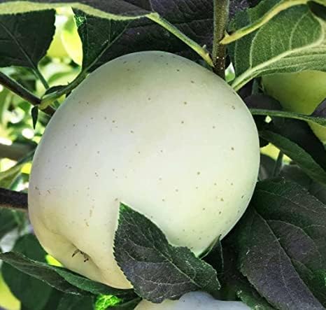 ADN Rare White Apple Live Plant Hybrid Grafted Original " Special ...