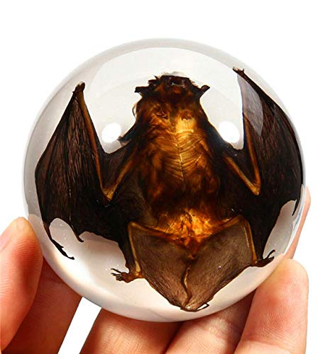 Buy EatingBiting Bat Specimen Bat Taxidermy Collection Nembedded in ...