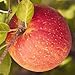 Amazon.com : Seeds and Things 20 Red Fuji Apple Tree Malus Domestica ...