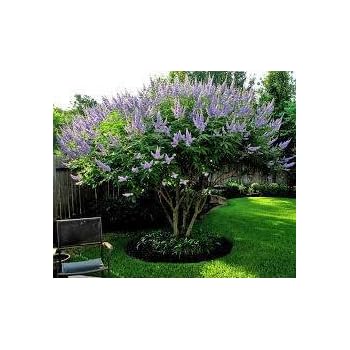 Amazon.com : Bundle of 4 Texas Lilac Vitex Chaste Trees - LIVE LILAC ...