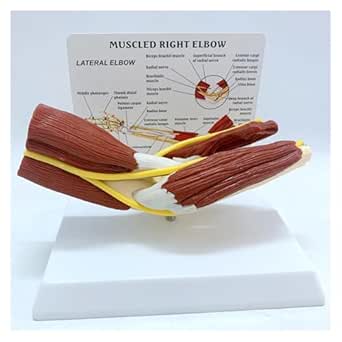 Human Elbow Joint Anatomy Model, Right Arm Elbow Vascular Ligament ...