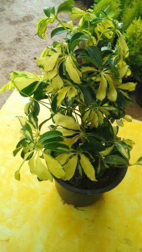 WoFLoo Saplera (Yellow Leaves Plant) - 1 Healthy Indoor Plant : Amazon ...