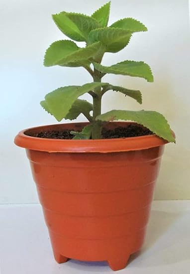 Vixenssell Ajwain Omavalli Karpooravalli Live Plant : Amazon.in: Garden ...