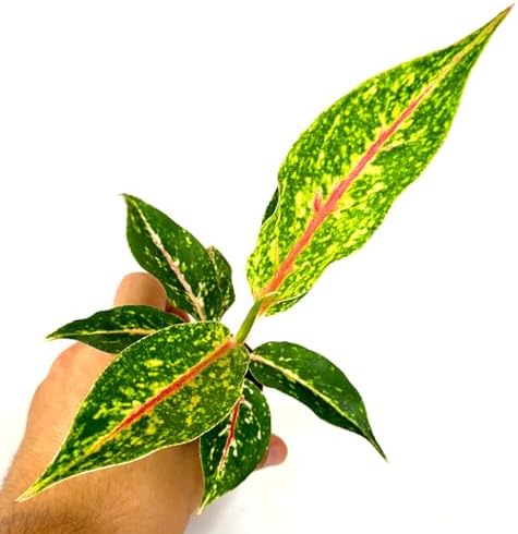 Amazon.com : Aglaonema Night Sparkle Live Plant in 2" Pot Plants ...
