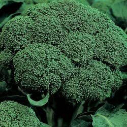 Amazon.com : Broccoli Belstar F1 Hybrid Vegetable & Herb Seeds ...