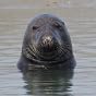 The People Of The Sea: Celtic Tales of the Seal-Folk (Canons): Amazon ...