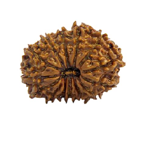 Buy The Gallery Of Gemstones 14 Mukhi Rudraksha Nepal Original ...