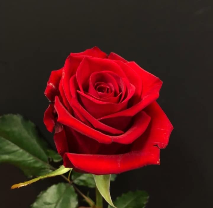 Greenlife garden"Berry Red" Rose Flower Plant Home Garden Plant 1 ...