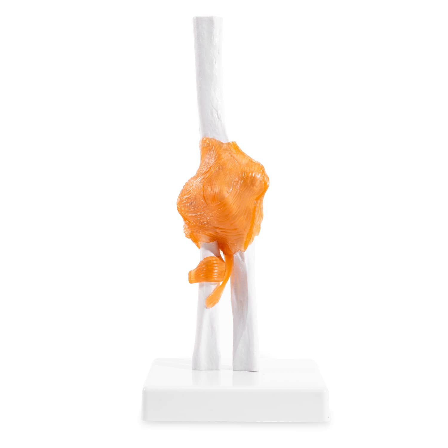 Elbow Joint Model Life-Size Human Elbow Joint Anatomy Model - Rotating ...