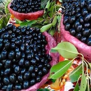 SANJU "Thai Black Jamun"Grafted hybrid - 1 Healthy Live Super Yielding ...