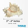 Amazon.com: Tumbler Home Large Conch Sea Shells for Decorating or Fish ...