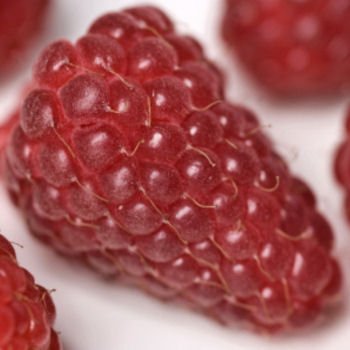 Amazon.com : Faeries Finest Flavor Extract, Loganberry, 2 Ounce ...