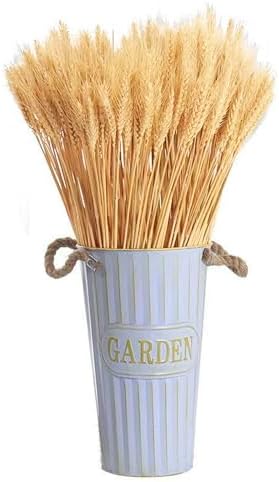 Amazon.com: CoolCrafts 100 Stems Dried Wheat Stalks Natural Wheat Bunch ...