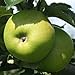 You Garden - Duo Fruit Apple Tree, 2 Varieties of Apple on 1 Bare Root ...