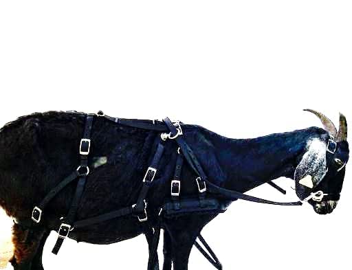 Amazon.com: Goat Driving Harness USA Made Heavy Duty Lined 4 colors ...