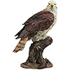 Amazon.com: Ebros Realistic Wildlife Yellow Tailed Hawk Perching On ...