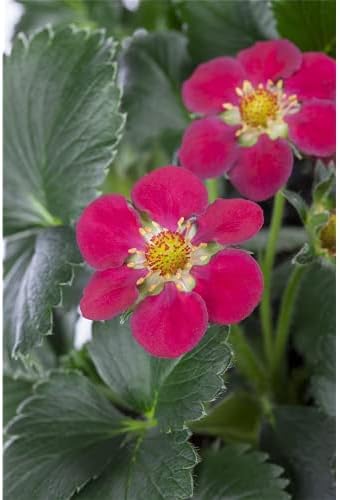 Strawberry 'Fragoo® Toscana' - Fragaria x Ananassa 'Fragoo® Toscana ...